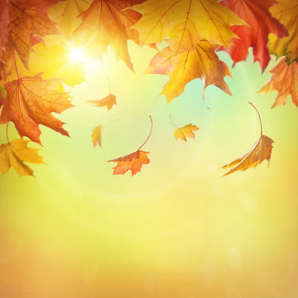Autumn falling leaves - Stock Image - Everypixel