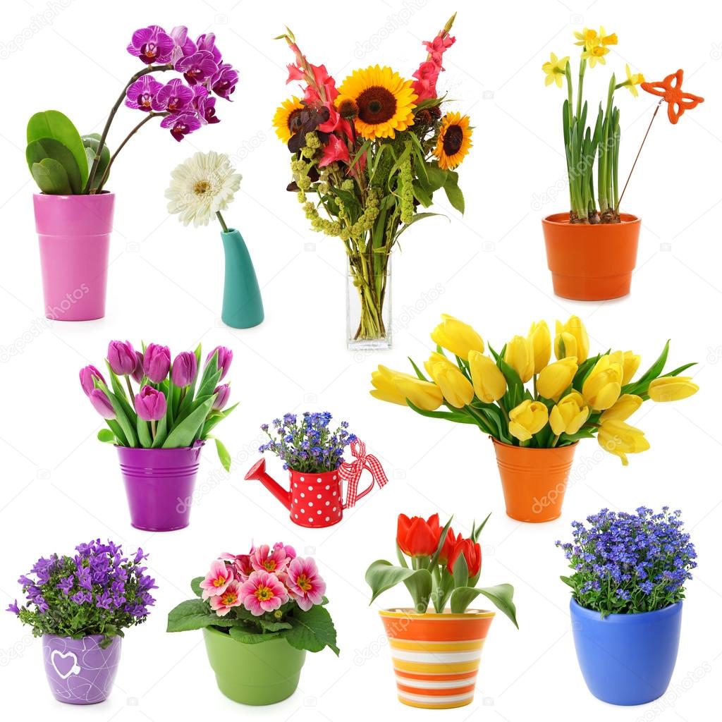 Flower collection Stock Photo by ©Elena Schweitzer 32891571