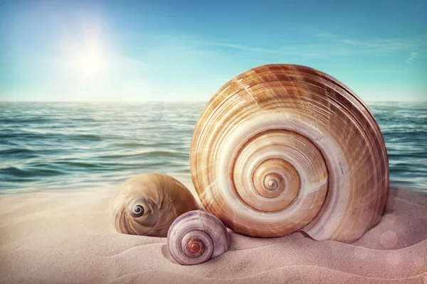 Seashell Stock Photos, Royalty Free Seashell Images | Depositphotos