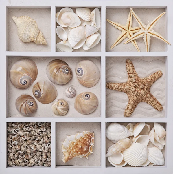 Seashell collection ⬇ Stock Photo, Image by © Elena Schweitzer #5451891