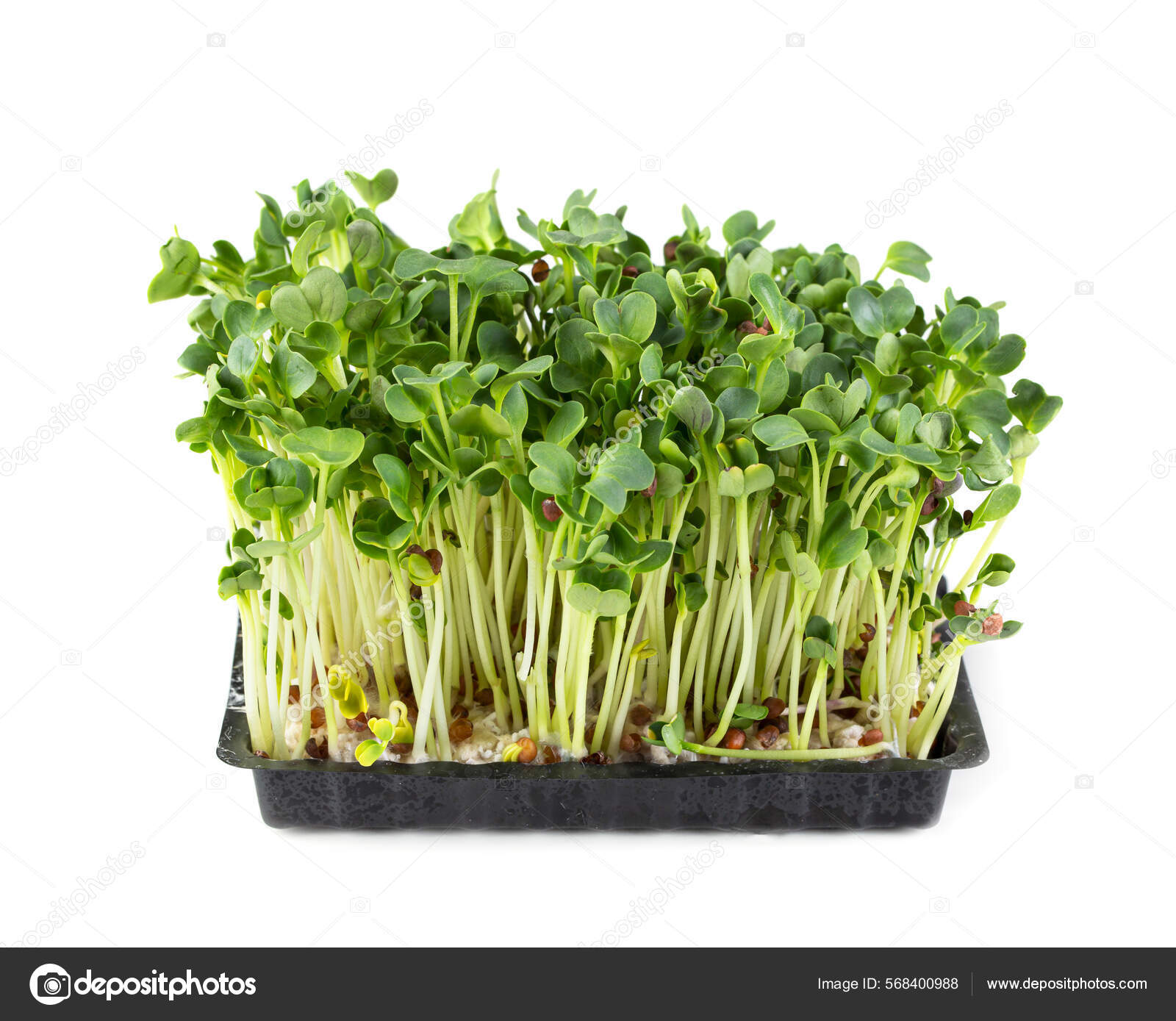 Radish Sprouts Isolated White Background — Stock Photo © Elena ...