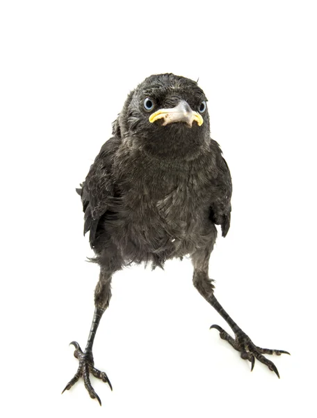 Cuervo bebé fotos de stock, imágenes de Cuervo bebé sin royalties ...