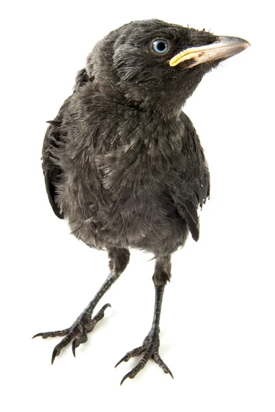 Cuervo bebé fotos de stock, imágenes de Cuervo bebé sin royalties ...