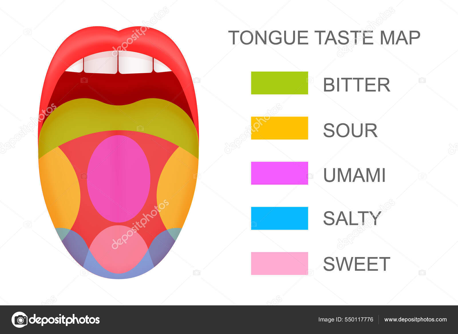 Lengua con receptores de sabor mapa que sobresale de la boca abierta ...