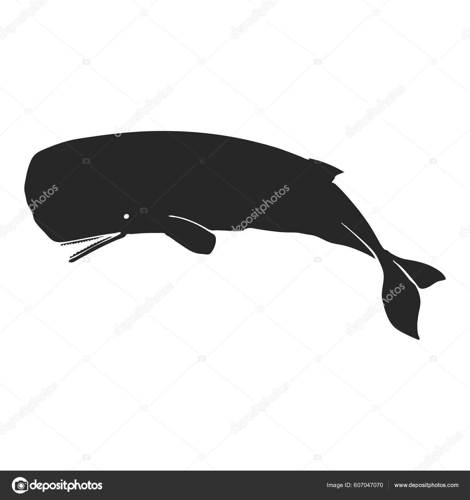 Hand Drawn Sperm Whale Vector Illustration Stock Vector by ©puruan ...