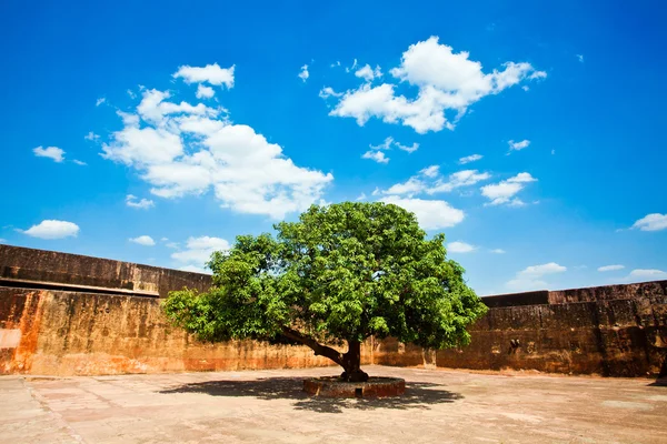 Lop Stock Photos, Royalty Free Lop Images | Depositphotos®