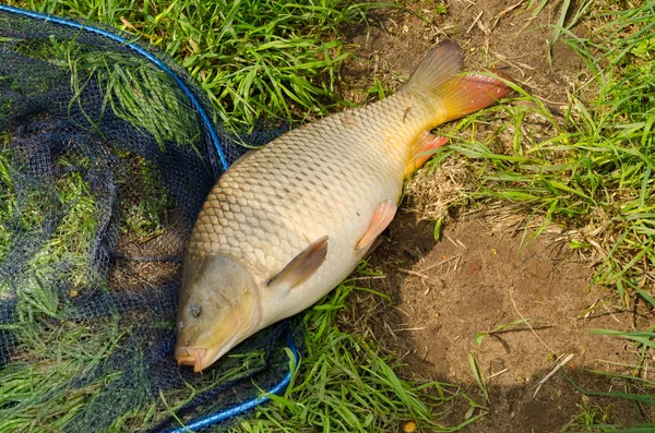 Karp słodkowodne ryby złapać w teren trawa zielony — Zdjęcie stockowe ...