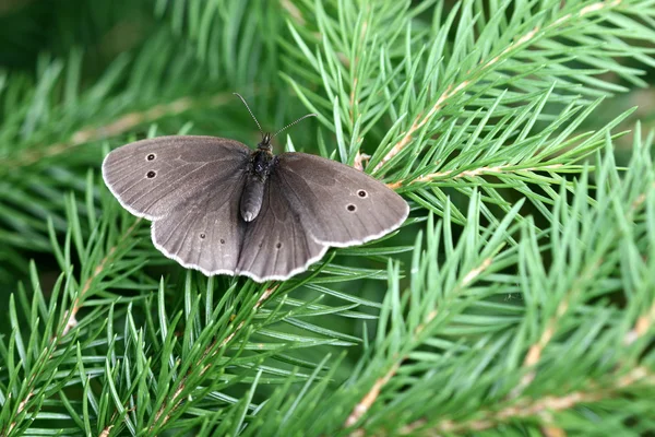 Silverline Pictures, Silverline Stock Photos & Images | Depositphotos®