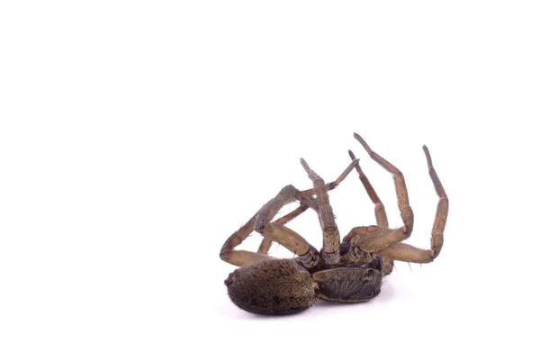 Dead spider Stock Photos, Royalty Free Dead spider Images | Depositphotos