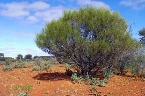 Landscape of the Australian bush — Stock Photo © Gilles_Paire #19384997