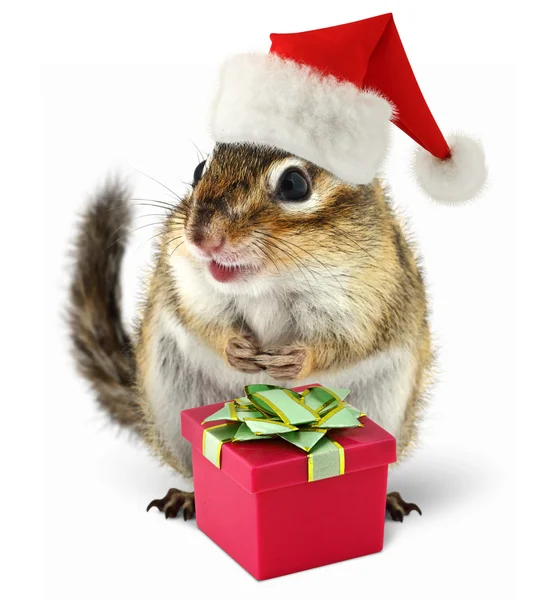 Chipmunk Stock Photos, Royalty Free Chipmunk Images | Depositphotos