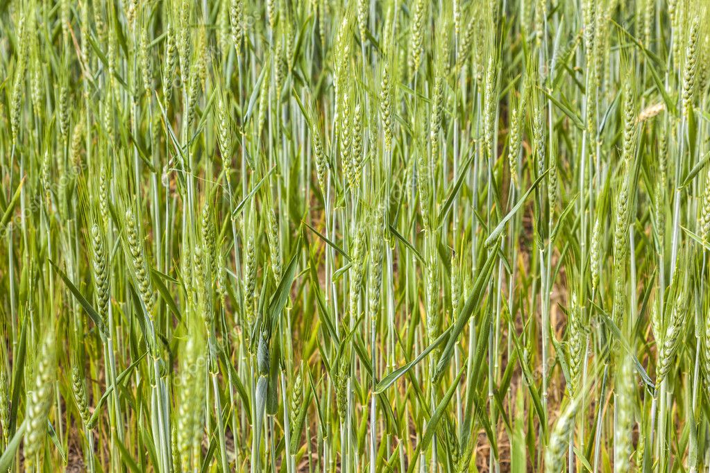 Beautiful pattern of green grain in grainfield — Stock Photo © Hackman ...