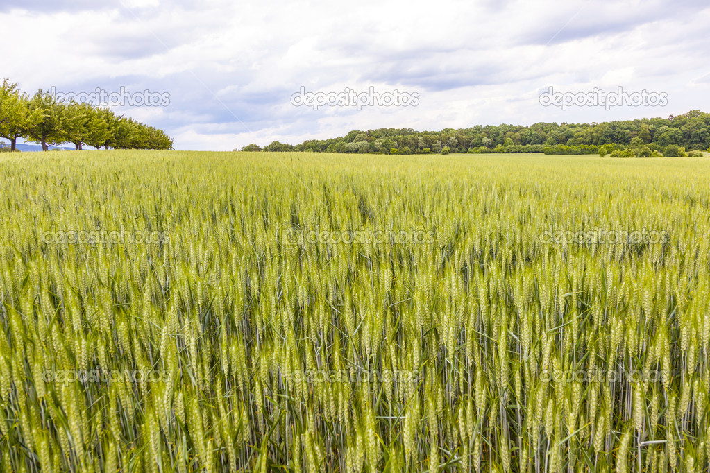 Beautiful pattern of green grain in grainfield — Stock Photo © Hackman ...