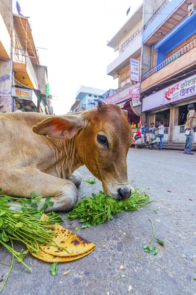 Indian cow eating vegetables and bread in the morning Stock Photo by ...