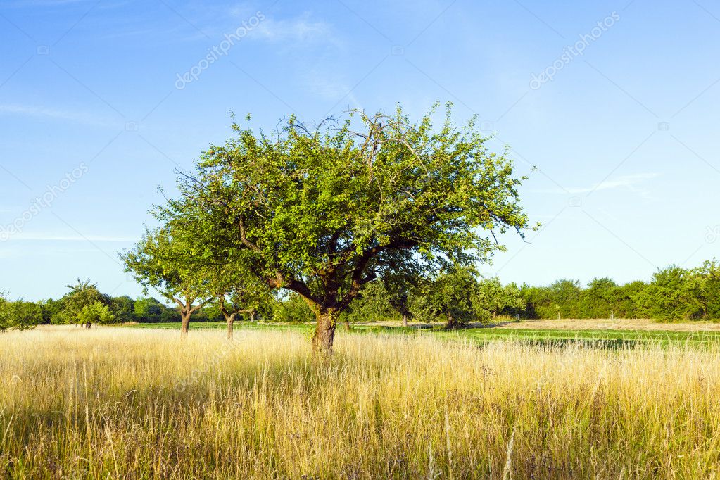 Beautiful typical speierling apple tree in meadow for the german Stock ...