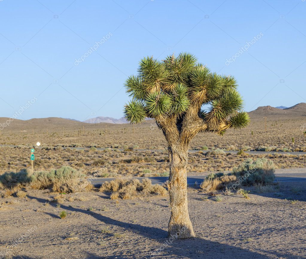 Desert Yucca Plants