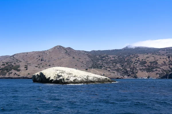 Famous poop Stock Photos, Royalty Free Famous poop Images | Depositphotos