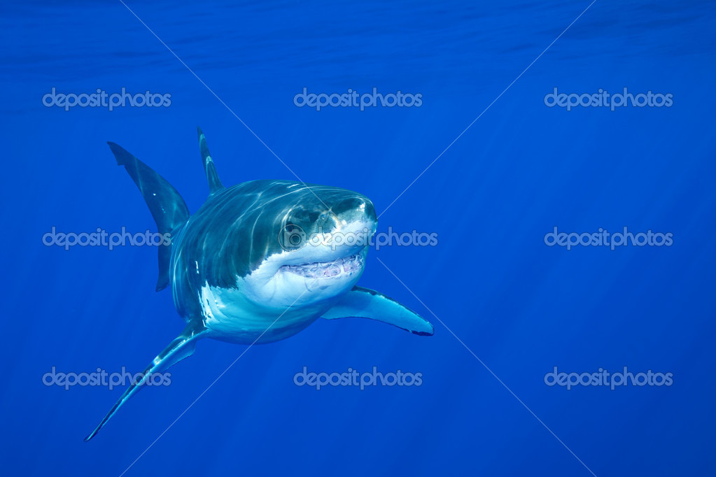 Great white shark — Stock Photo © kelpfish #32891739
