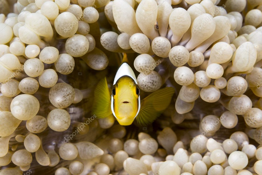 Yellow Clownfish