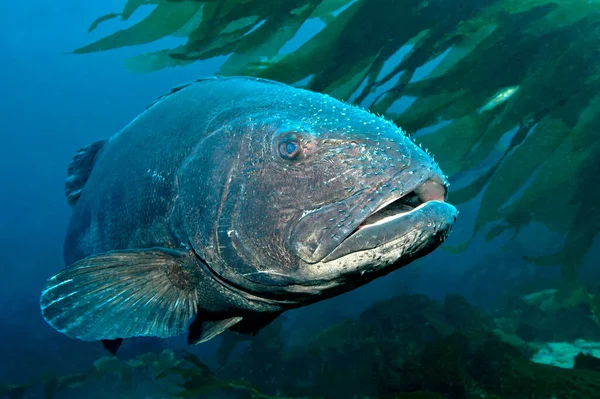 Fotos de Robalo gigante preto, Imagens de Robalo gigante preto sem ...