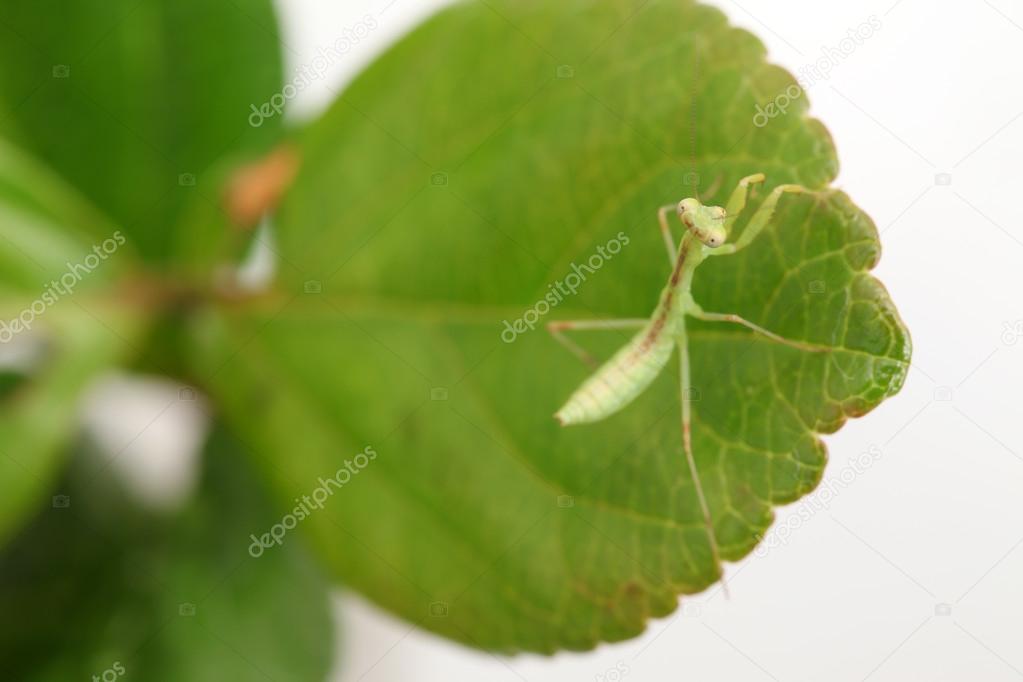 Praying mantis larva Stock Photo by ©akiyoko74 27365075