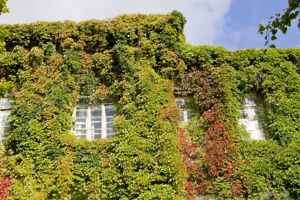 Vegetação de fachada Stock Photos, Royalty Free Vegetação de fachada ...