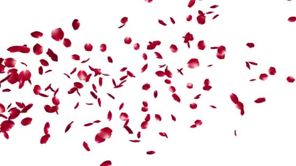 965 Flying rose petals Stock Videos, Royalty-free Flying rose petals ...