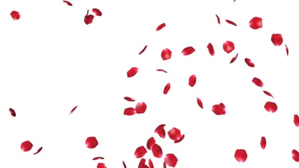 Seamless rose petals Stock Photo by ©designnatures 11139597