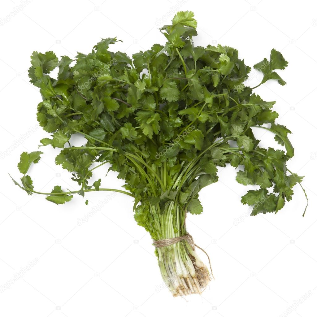 Cilantro o Cilantro aislado: fotografía de stock © robynmac #13524178 ...