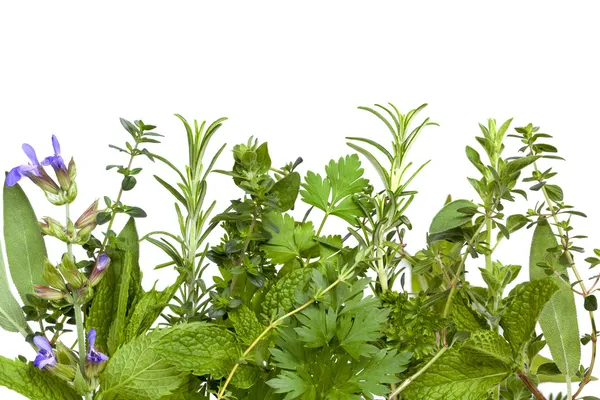 Cilantro herb Stock Photos, Royalty Free Cilantro herb Images ...