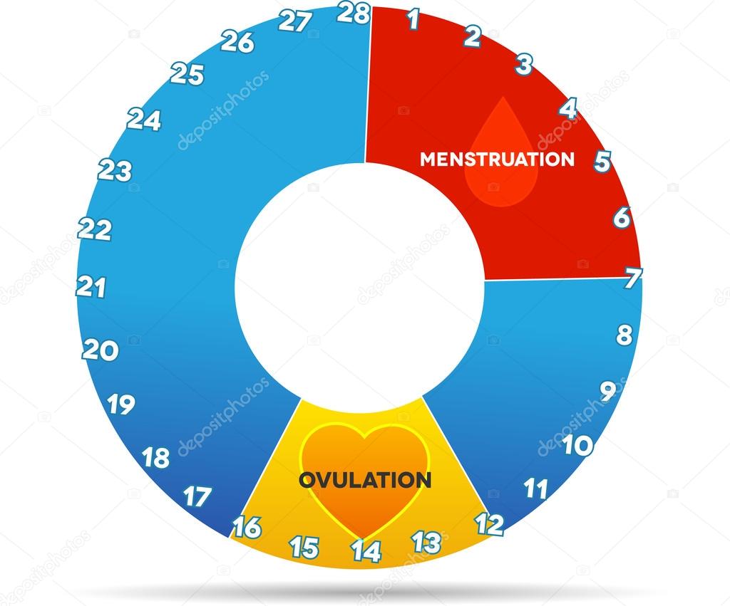 Ciclo Menstrual Vector Gráfico Vectorial © Megija Imagen 34152669