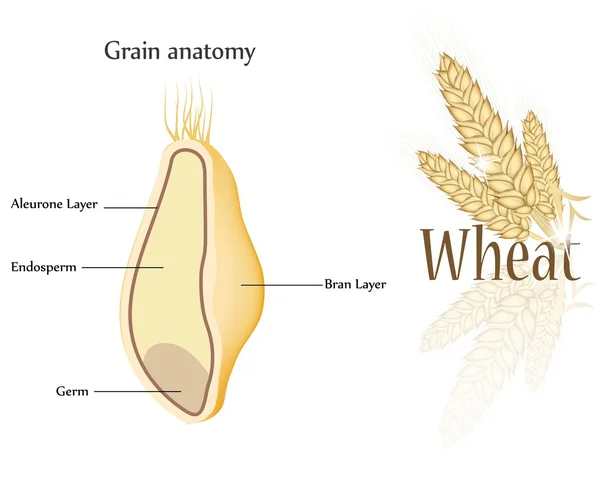 Whole Wheat Anatomy