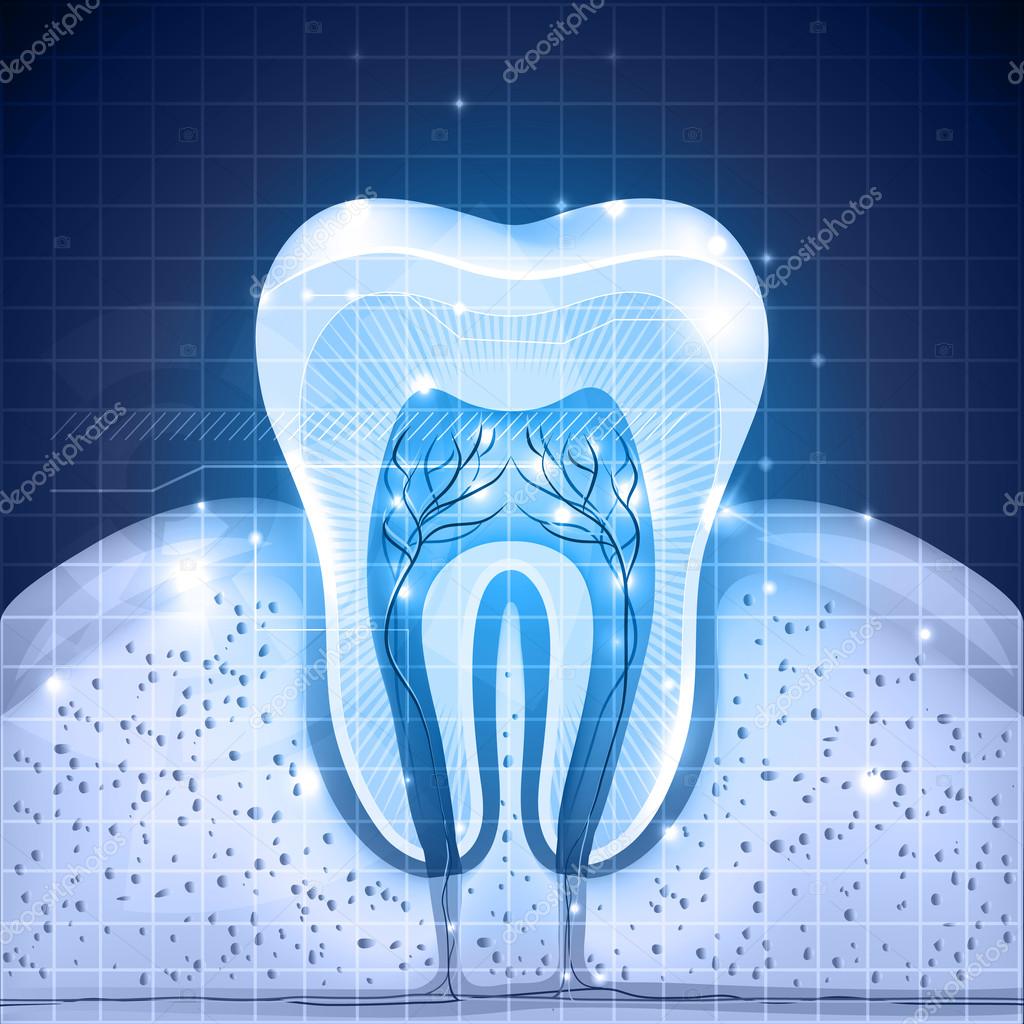 Beautiful blue tooth cross section Stock Vector Image by ©megija #37447173