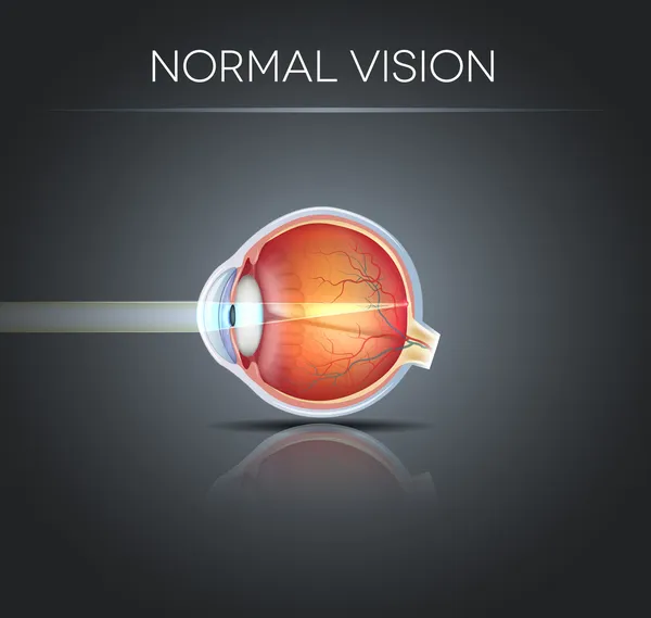 Detailed human eye anatomical illustration Stock Vector Image by ...