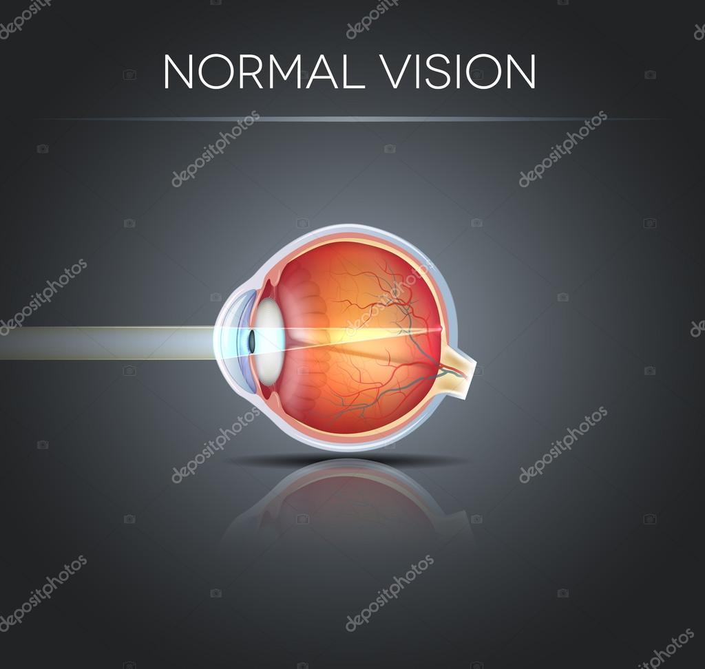 Human normal eye vision Stock Vector Image by ©megija #42410187