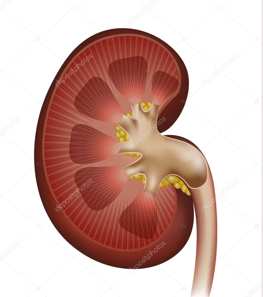 Urinary System Without Labels