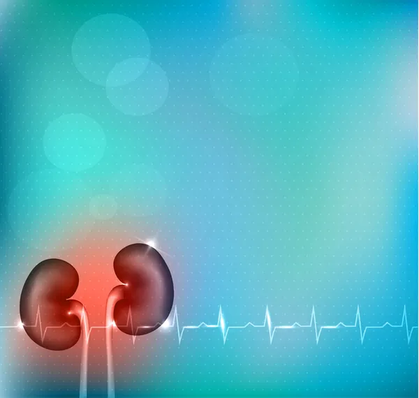 The kidney nephron Vector Art Stock Images | Depositphotos