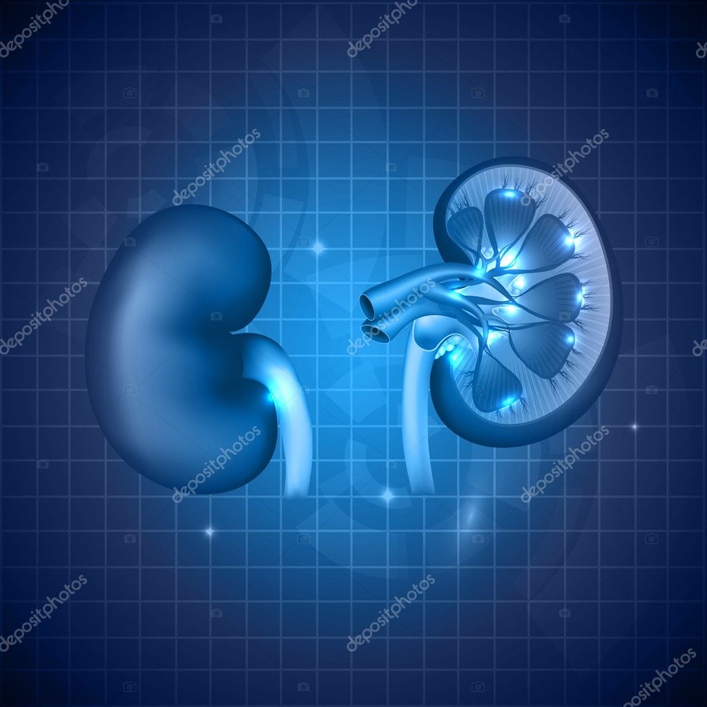 Kidneys abstract blue background Stock Vector Image by ©megija #47212685