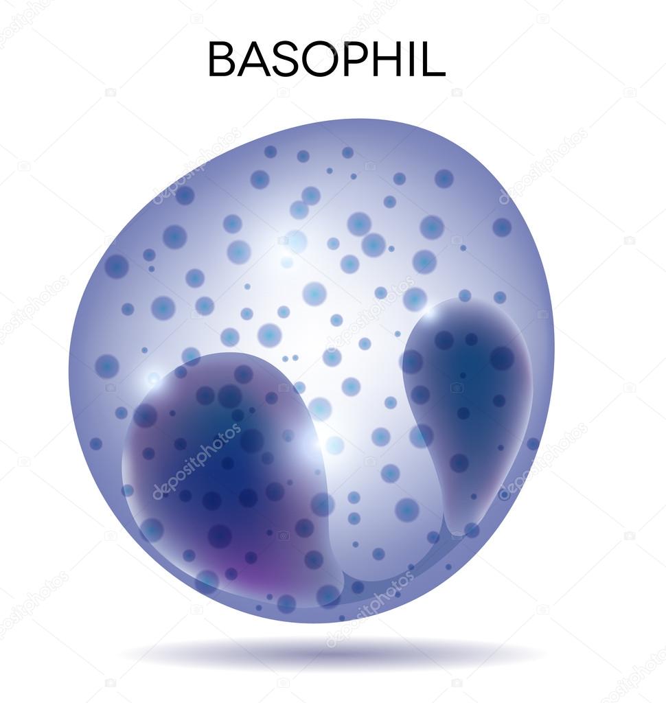 Human white blood cell Basophil — Stock Vector © megija #49757355