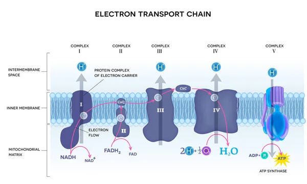 Electron Transport Chain Diagram For Kids