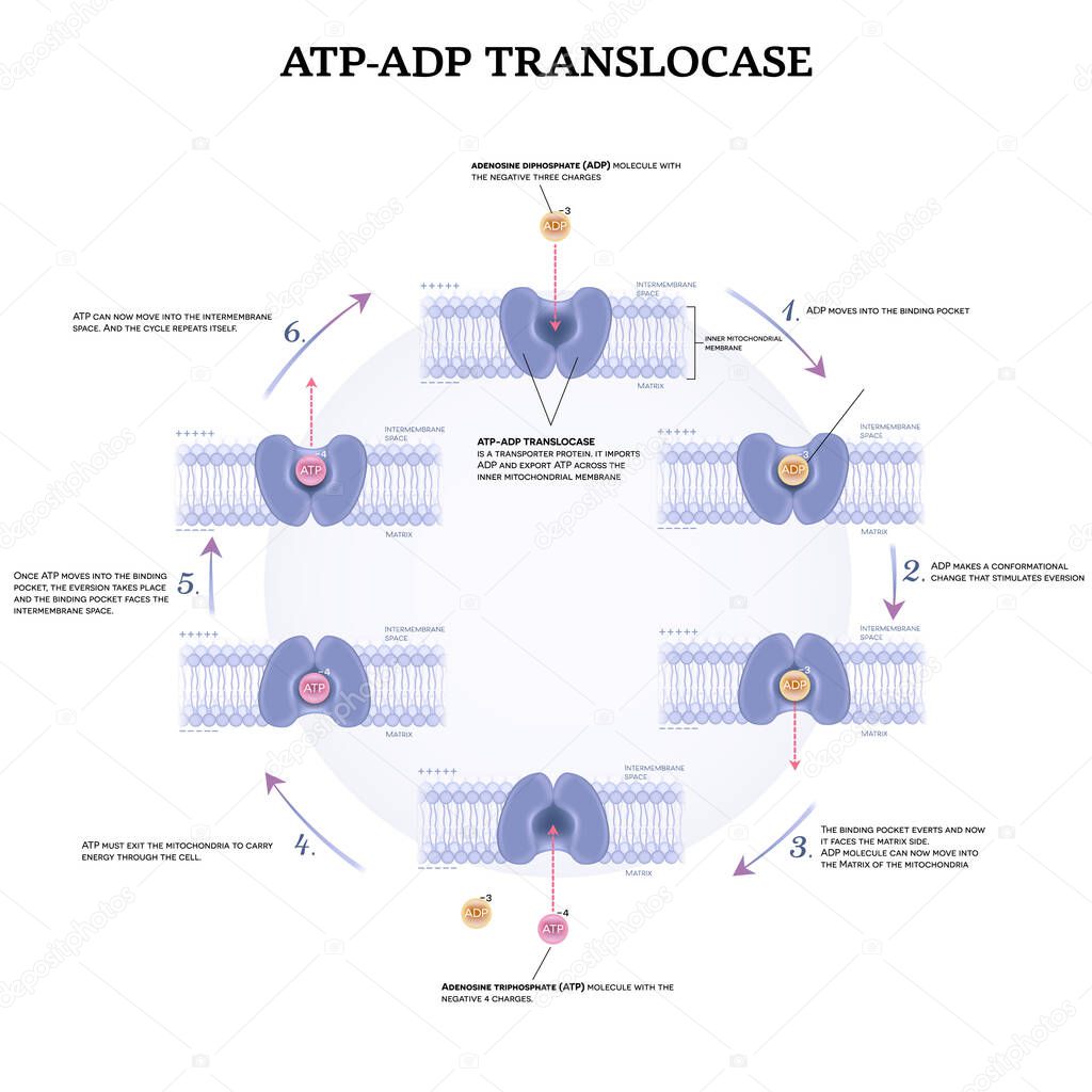 ATP-ADP translocase is a transporter protein. It imports ADP and export ...