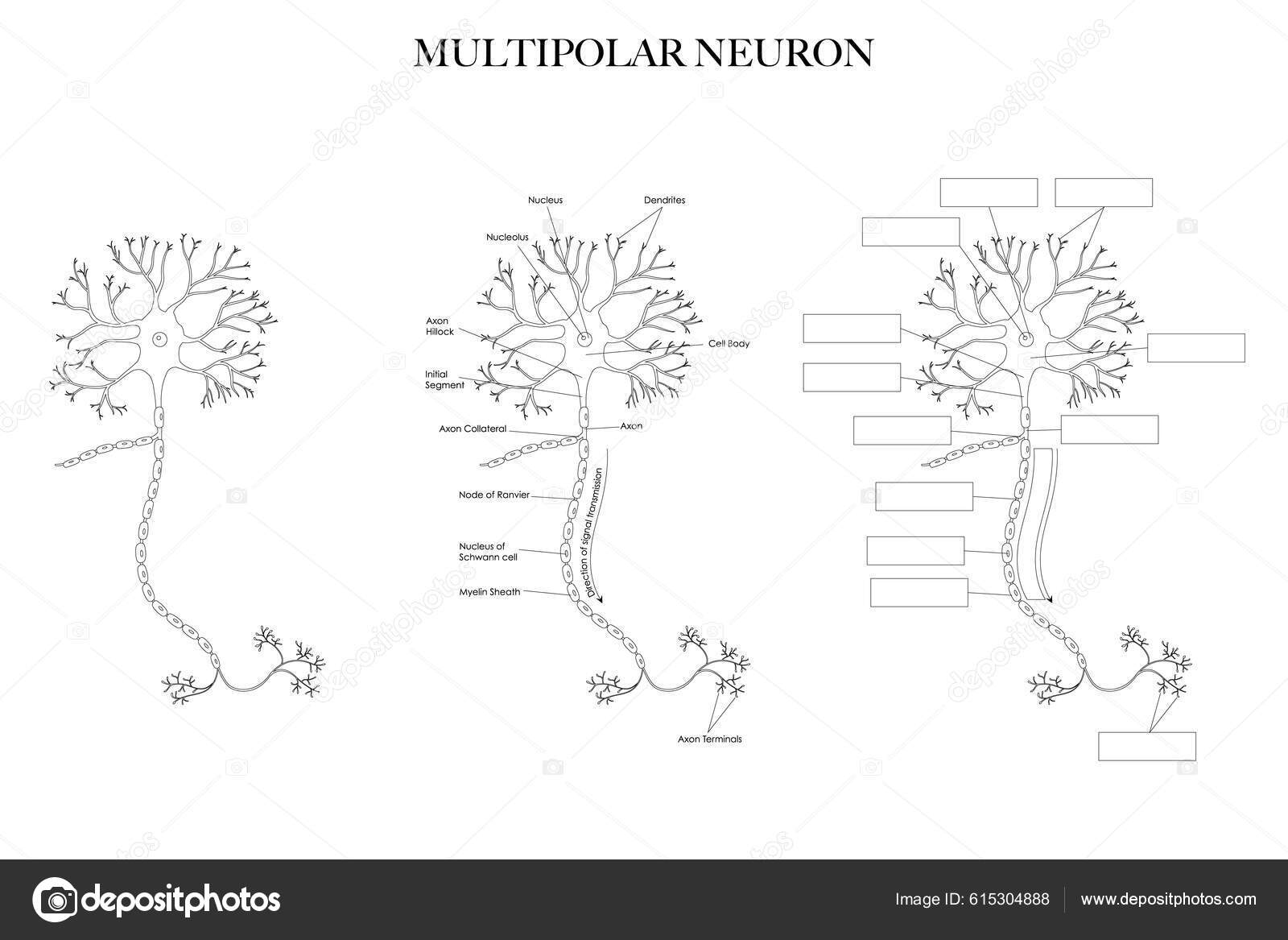 Neuron Nerve Cell Anatomi Sort Hvid Linje Kunst Illustration Mærkede Stock-vektor af ©megija ...