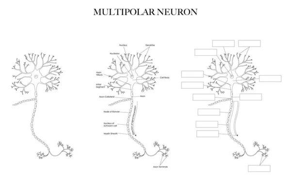 Neuron Nerve Cell Anatomy Colorful Illustration Labeled Unlabeled ...