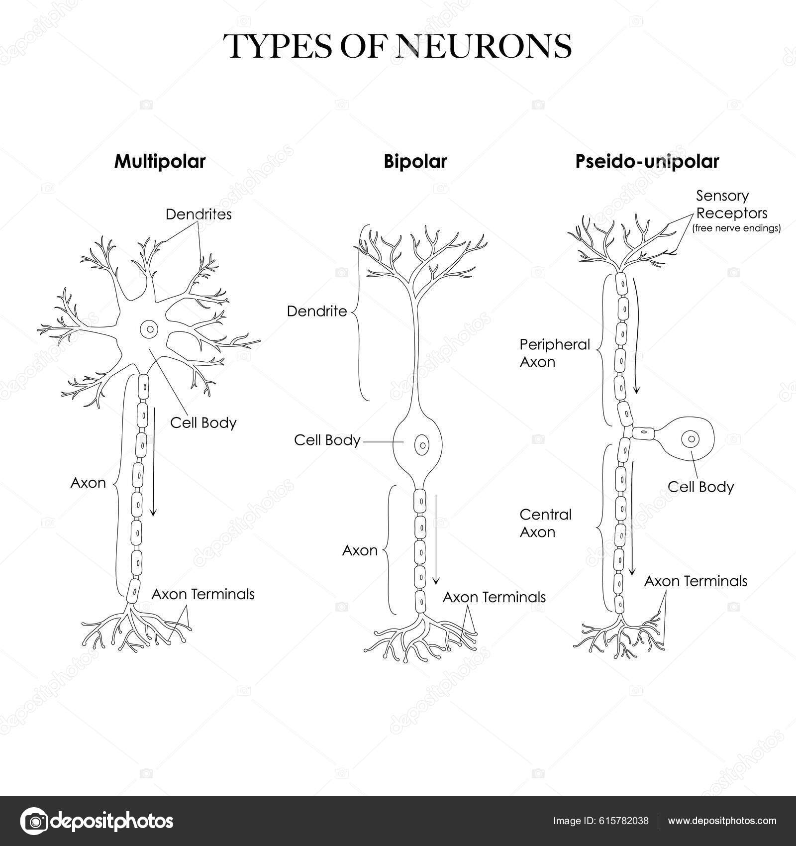 Tipos Neurons Multipolar Pseudounipolar Anatomia Bipolar Ilustração ... Tipos Neurons Multipolar Pseudounipolar Anatomia Bipolar Ilustração ...
