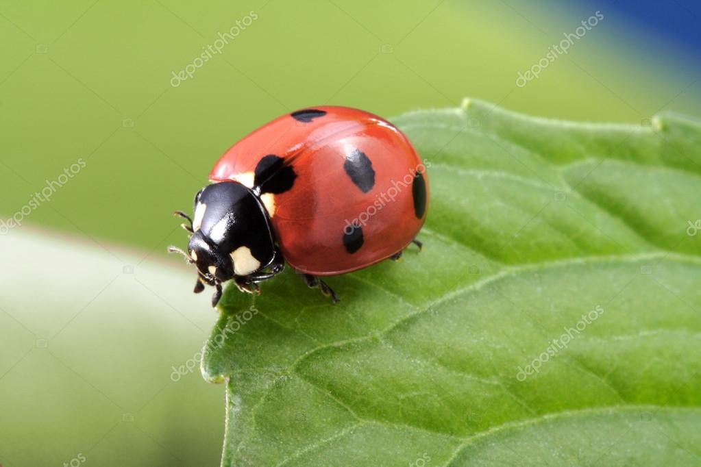 Ladybug on leaf — Stock Photo © chepko #34719095