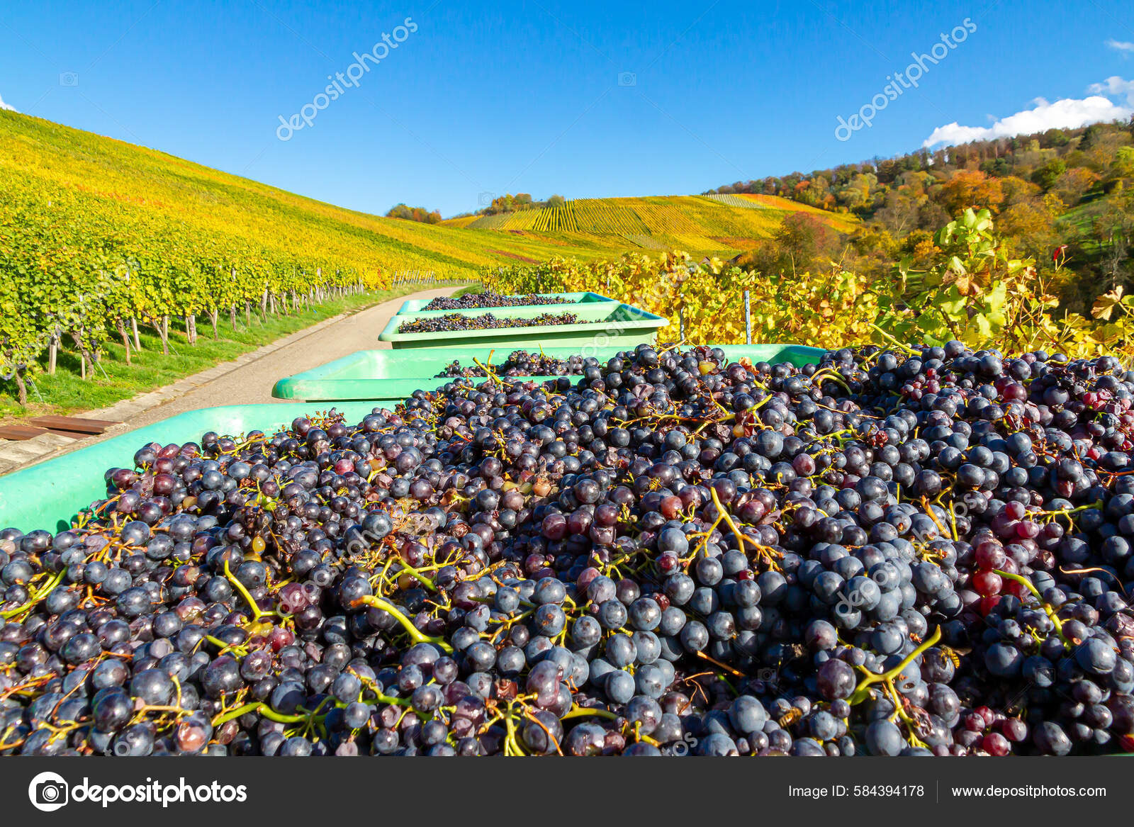 Cosecha Uva Remstal Cerca Ciudad Schnait Alemania — Foto de stock ...