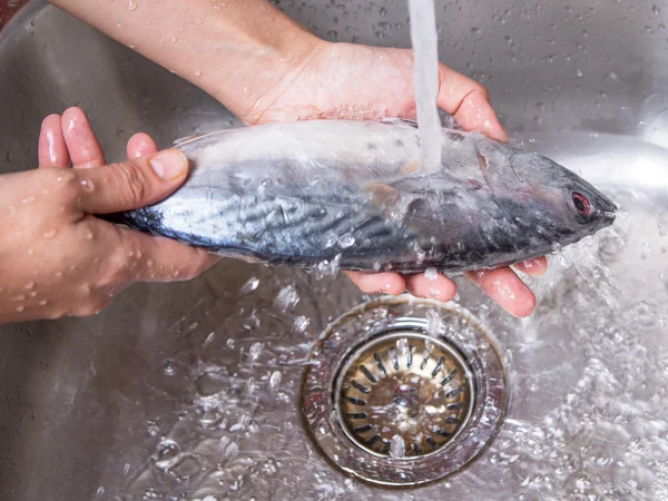 Washing Mackerel Tuna Fish - Stock Image - Everypixel