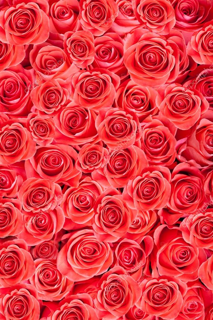 Red natural roses background Stock Photo by ©Photozirka 14702183