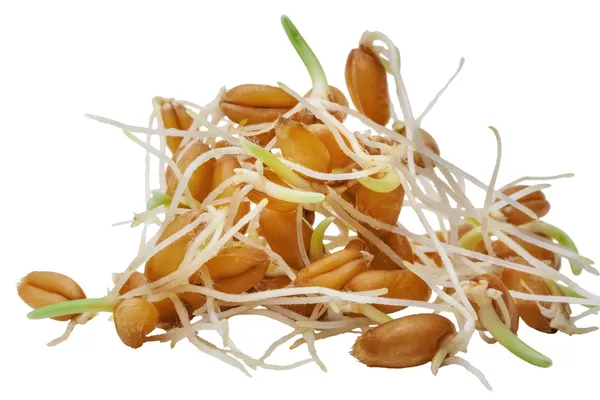 Sprouted grains Stock Photos, Royalty Free Sprouted grains Images ...