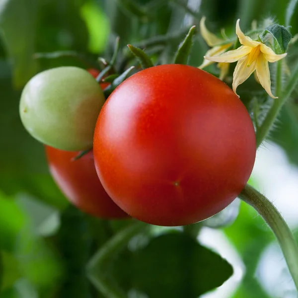 Growing tomatoes - Stock Image - Everypixel